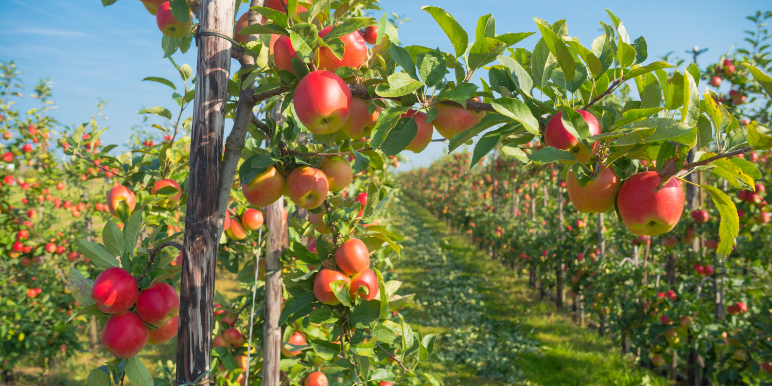 Äpfel | Bundeszentrum für Ernährung (BZfE)
